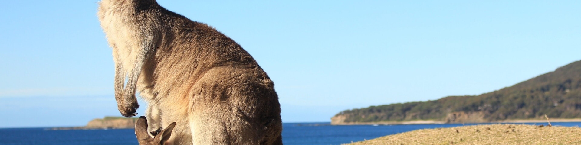 So beautiful, even joeys want to look at the view.
Pebbly Beach, Australia.
#LifeAtExpedia