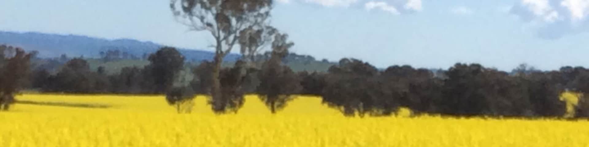 Golden Canola