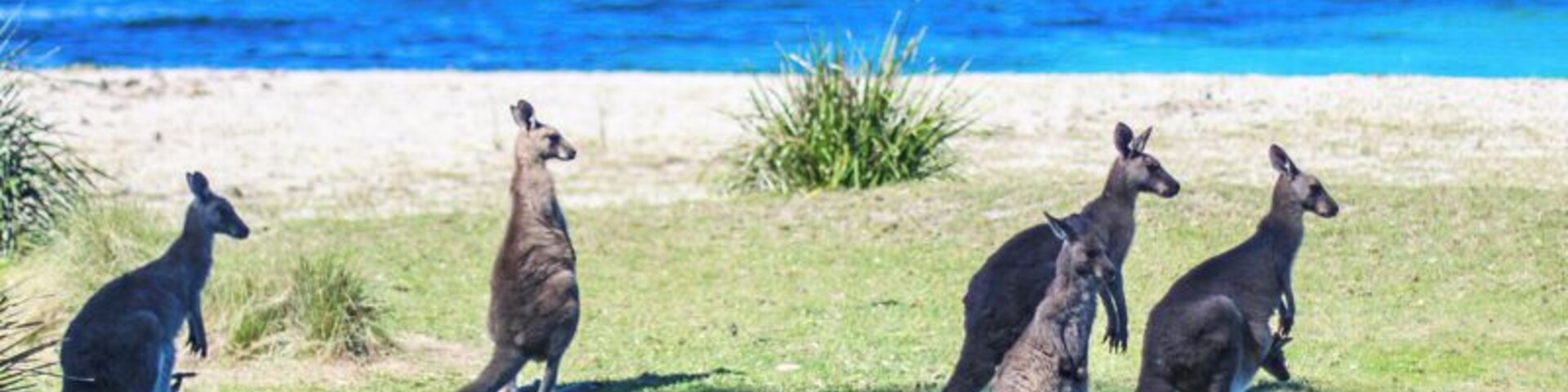 Pretty Beach on the NSW South Coast is one of the best places to see wild kangaroos on the beach.
There's camping available here, or just drop in on your road trip, about 3 hours south of Sydney.