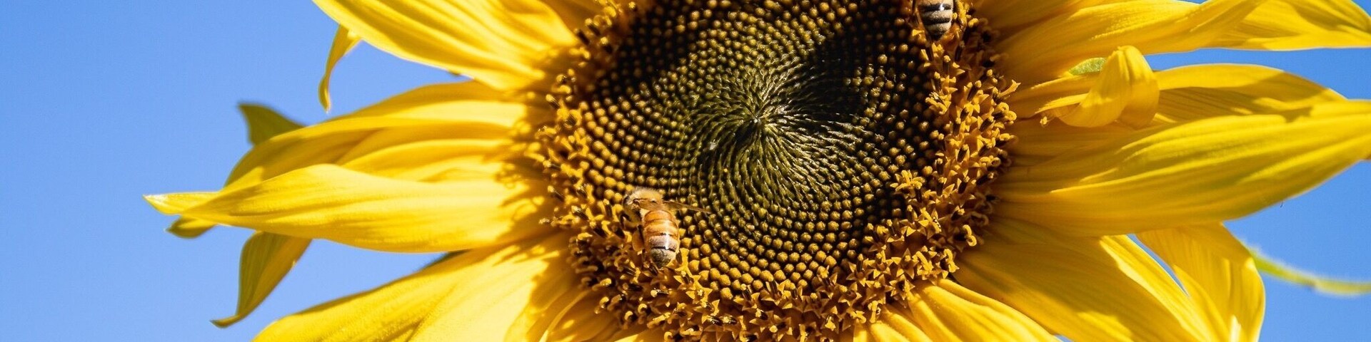 Wonderful spot to roam and pick your own sunflowers #nature
