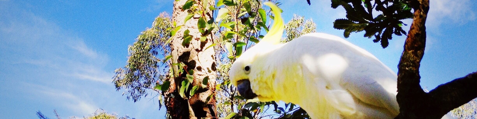 Cockatoos are native to Australia and you can you can find large flocks of them everywhere. They are typically not afraid of humans, so don't expect them to get out of your way. #LifeAtExpedia