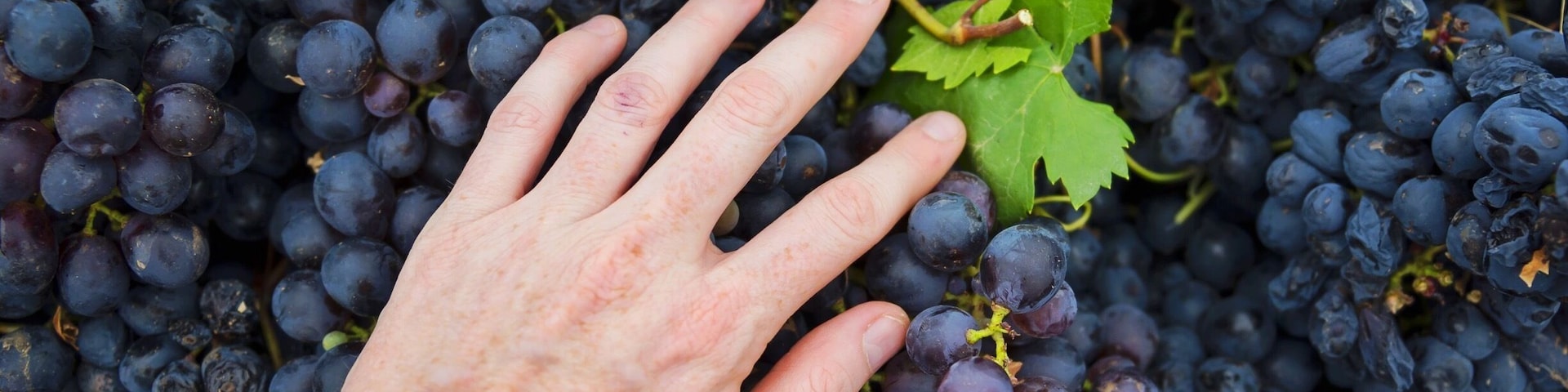 It's Harvest time in the Barossa and I'm with Grant Burge wines experiencing it all - from vine to my mouth! Vintage festival starts this week! Barossa Valley, South Australia. #GrantBurge