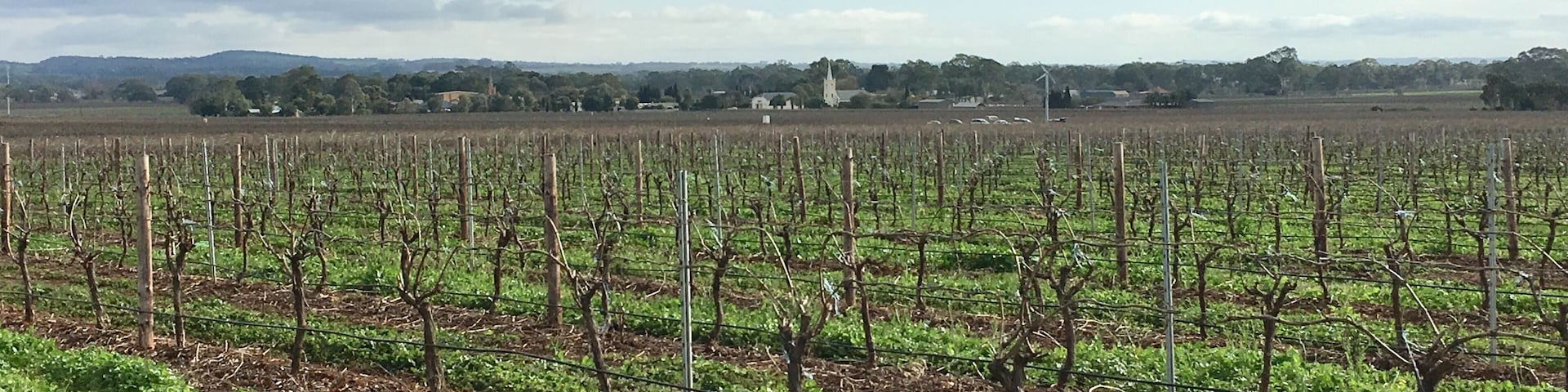 More grape vines typical of Barossa Region, SA. Ploughed fields of health vines for as far as the eye can see.