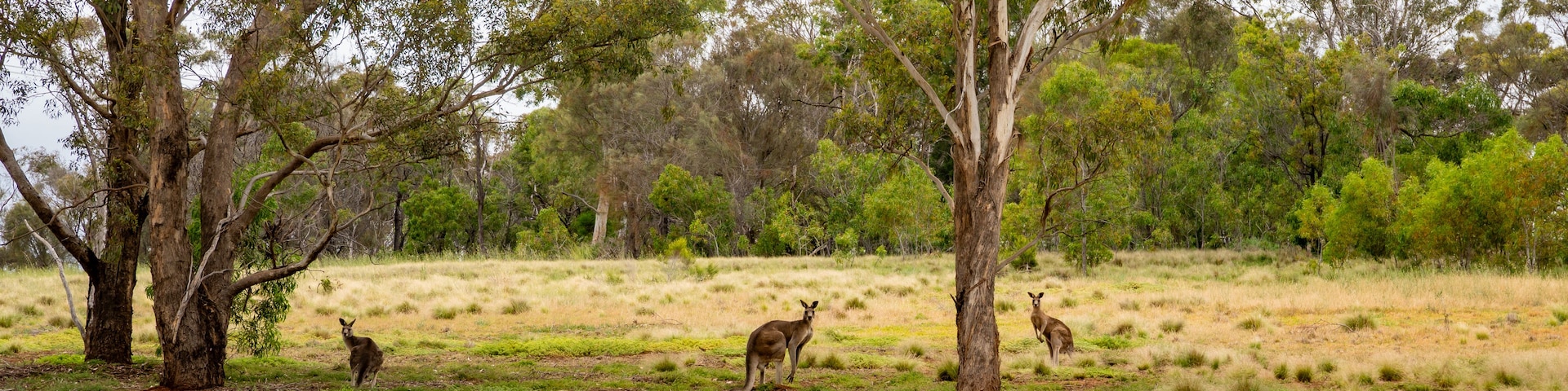 Um campo gramado com várias árvores e cangurus.