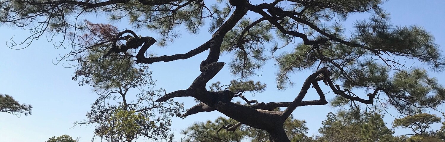 #PhuKradueng #Thailand