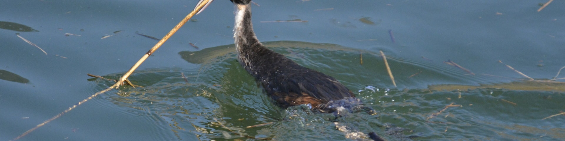 Biotopo Lago d'Idro (Q47510348)