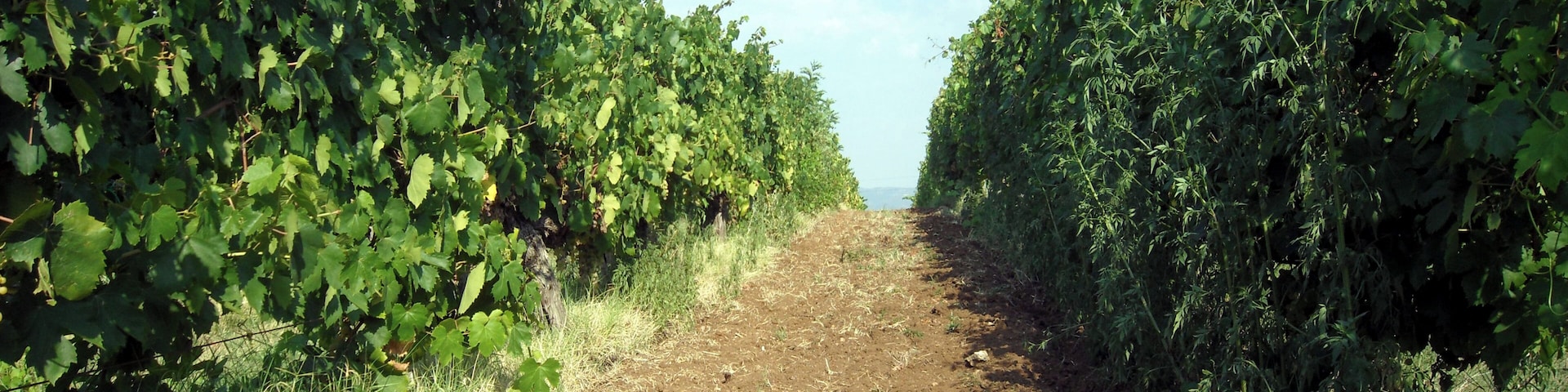 Did you know vineyards plant roses by the rows of grapes as early detectors of diseases?