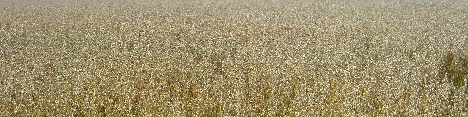 Champs de blé au Mont