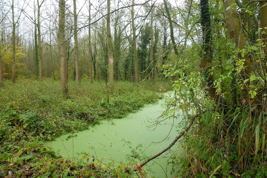Uma área arborizada com um estreito canal de água, cercada por vegetação densa e árvores.