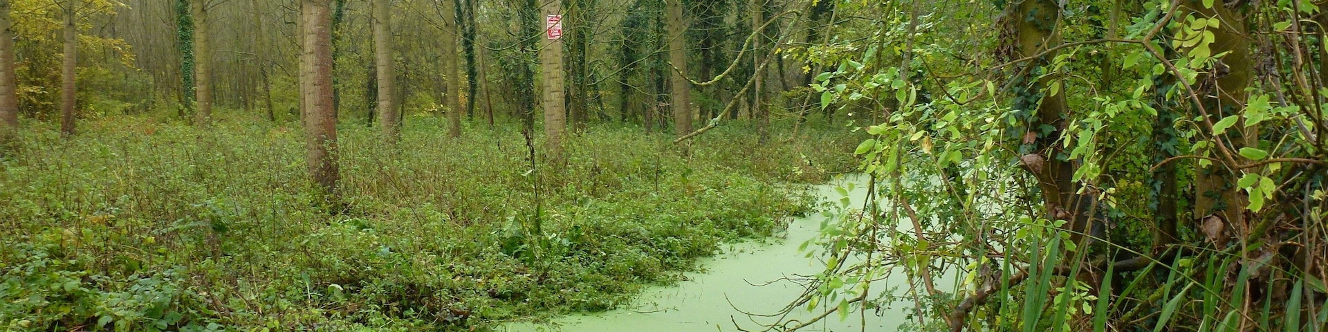 L'étang et le terril des Argales Rieulay Nord région "Hauts de France" (Nord-Pas-de-Calais-Picardie).
