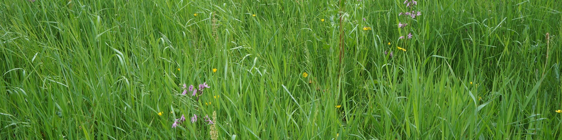 La Réserve naturelle régionale du vallon de la Petite Becque.- Le Circuit des 5 Becques Herzeele.- Nord (département français)
