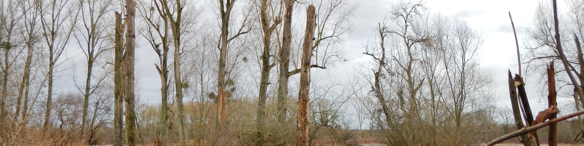 Misteln in den Rheinauen bei Leimersheim