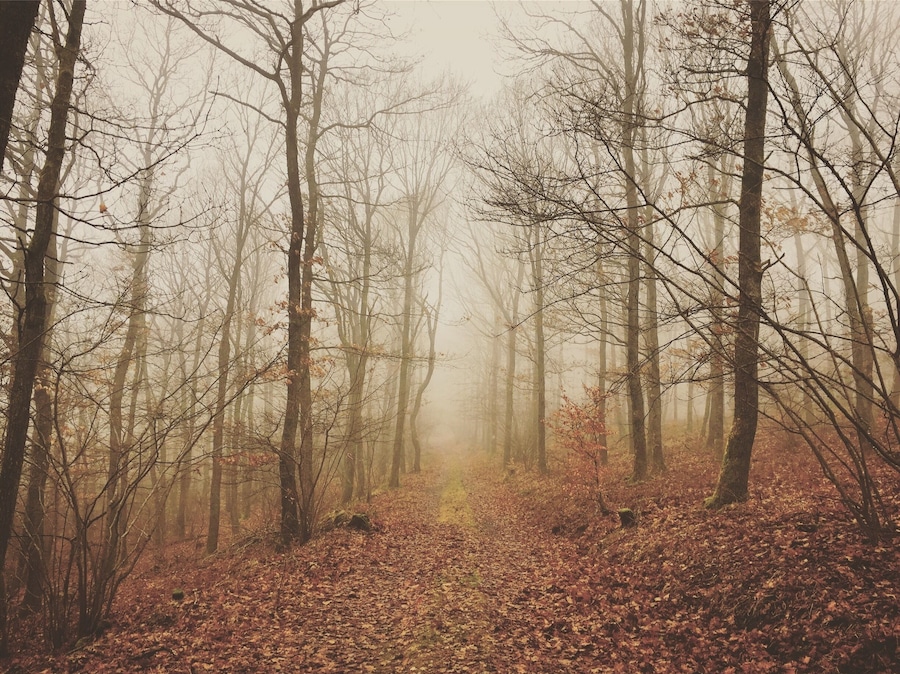 On the Saar-Riesling-Steig hiking trail just next to the town of Schoden in Saarland, Germany.