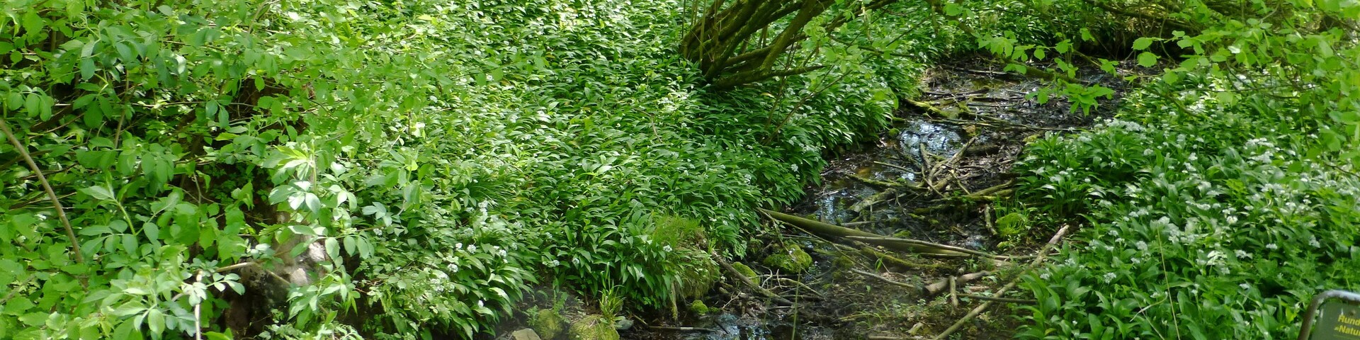 Jettenquelle im Naturschutzgebiet "Gipskarstlandschaft Hainholz" südlich des Harzes, Niedersachsen. Das Quellwasser ist mit ca. 110° deutsche Härte annähernd gipsgesättigt.