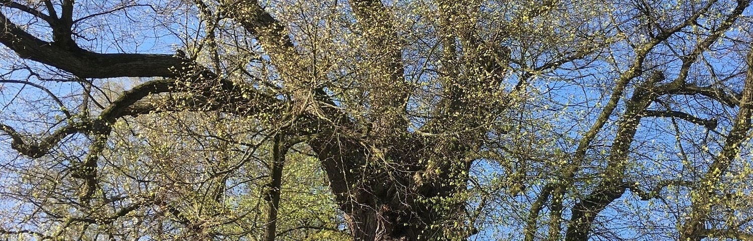 Alte Linde im Naturpark Südheide in Metzingen (Ortsteil von Eldingen)