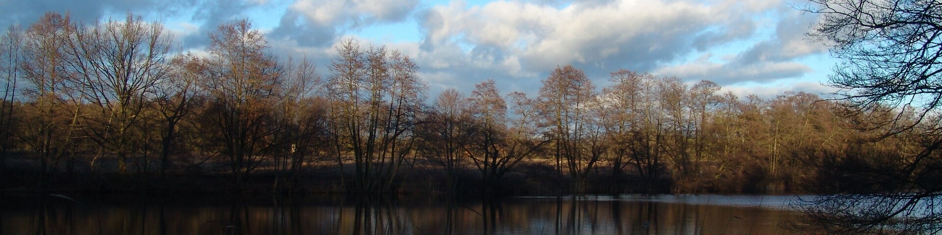 Böhmerheide, Schorfheide: Blick über den Weißen See auf das in der Wintersonne liegende Nordufer