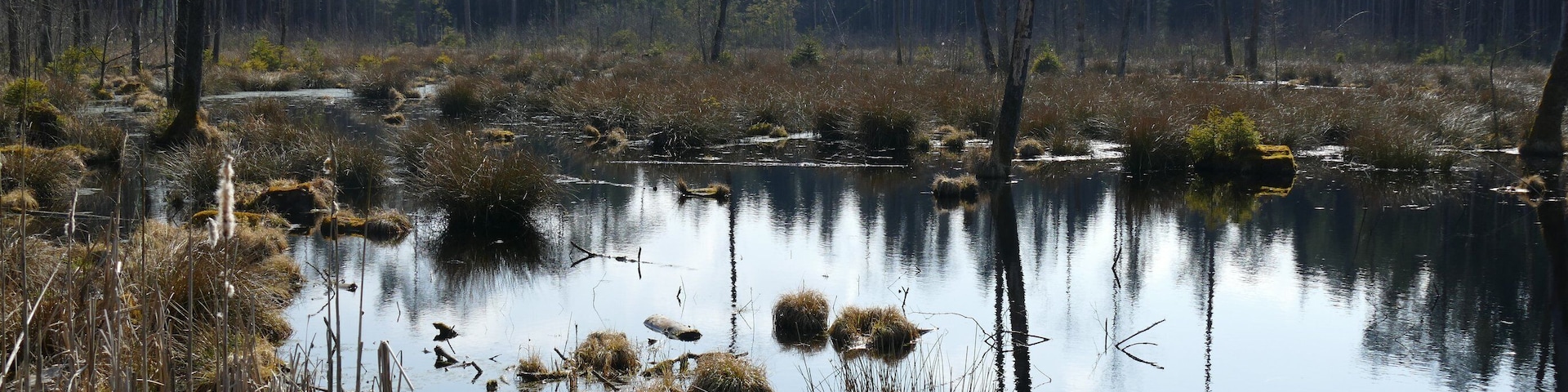 Rotfilz im Rotter Forst, Bayern