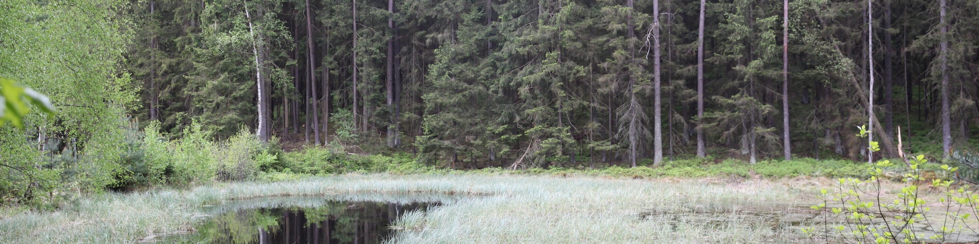 Pfaffenteich im Rottenbacher Forst