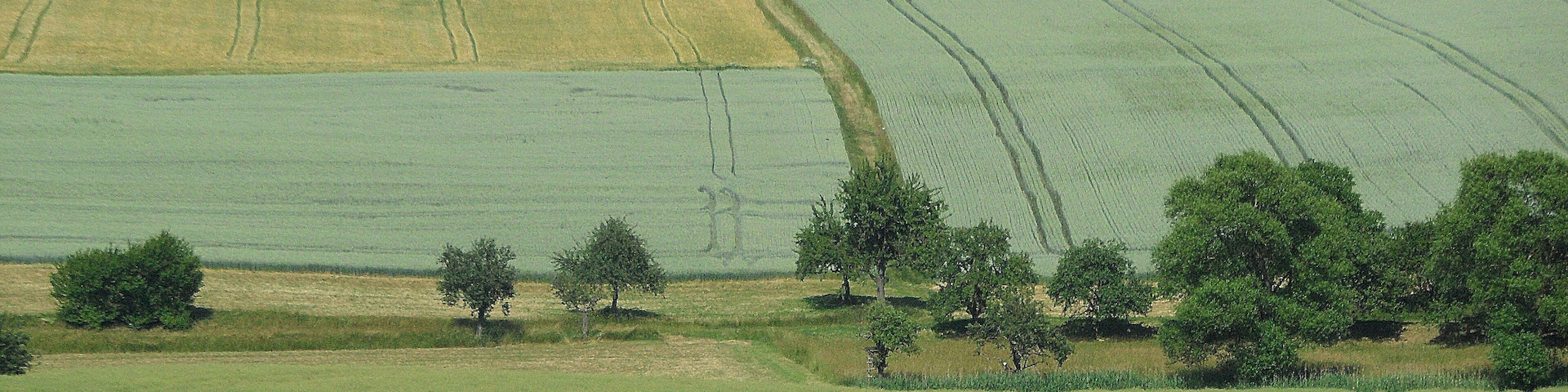 Schefflenz-Oberschefflenz, Gewann Birkich, Blick nach (Nord-)Osten; Juni 2015