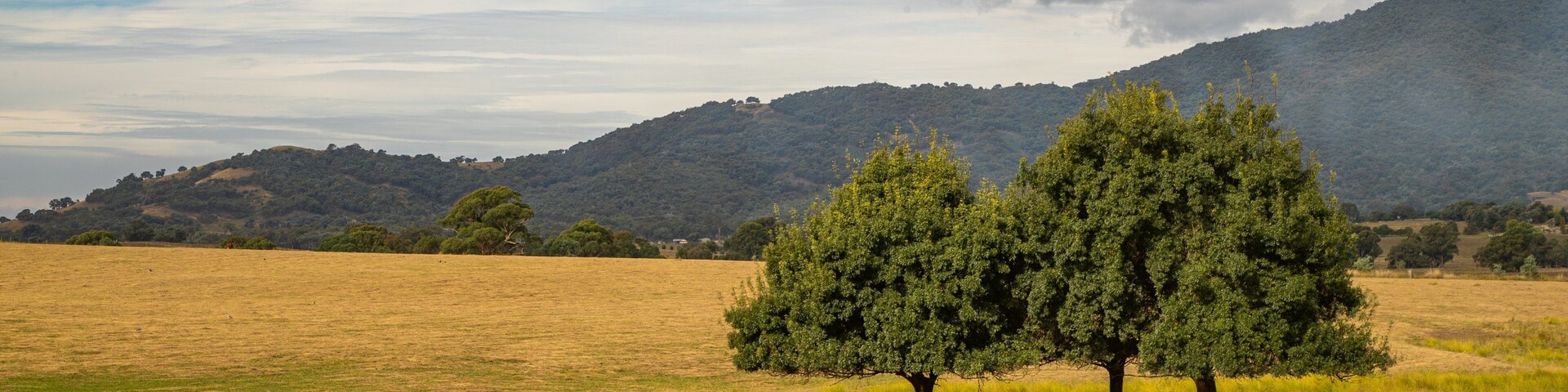 Allans Flat showing tranquil scenes