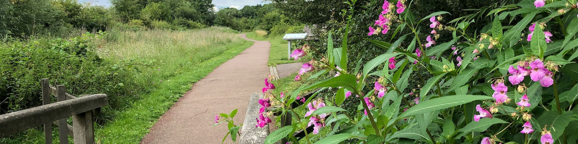 Um caminho pavimentado, ladeado por vegetação exuberante e flores cor-de-rosa, serpenteia por uma área arborizada.