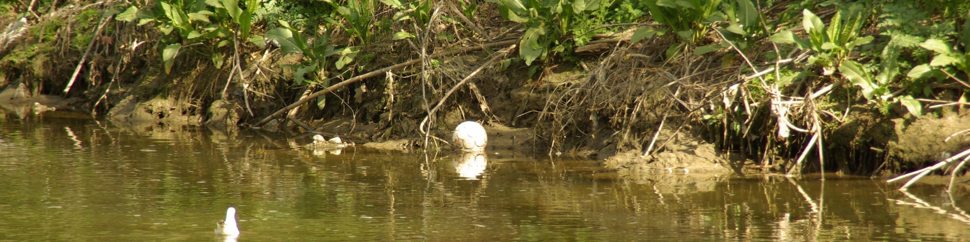 ® S.D. MADRID CAJA MÁGICA RÍO MANZANARES_FAUNA