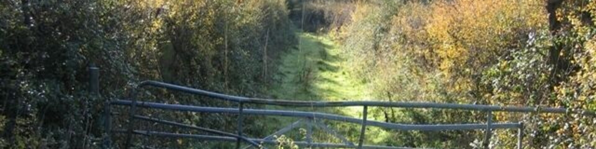 Um caminho rural com um portão de metal, cercado por vegetação densa e árvores.