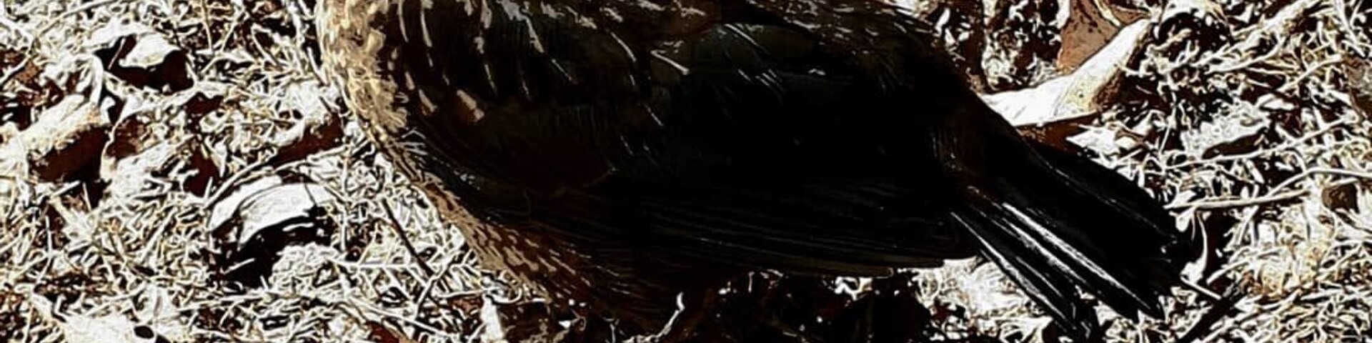 Being close to the nature and sens of freedom is what I love about countryside the most. I'm blessed to have this at the reach of my hand or rather my camera😉