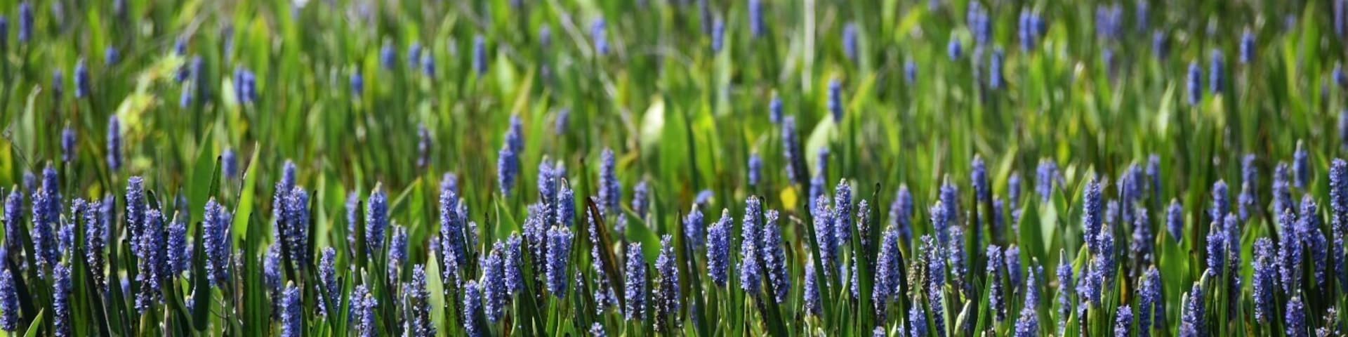 Pontederia
Plant, blooming everywhere in Lake Hatchineha Florida.