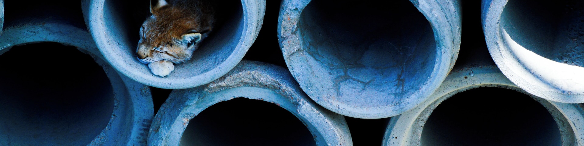 A lynx slumbering in concrete pipes.
The Wild Animal Sanctuary is a 10,473 acre sanctuary for more than 500 rescued animals. It is the largest carnivore sanctuary in the world, and was designed and built like no others in existence. It has a 1.5 mile long walkway suspended over the animal enclosures, so that visitors can enjoy observing them without disturbing them or imposing limitations on their space.