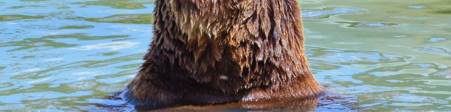 Um urso molhado na água.