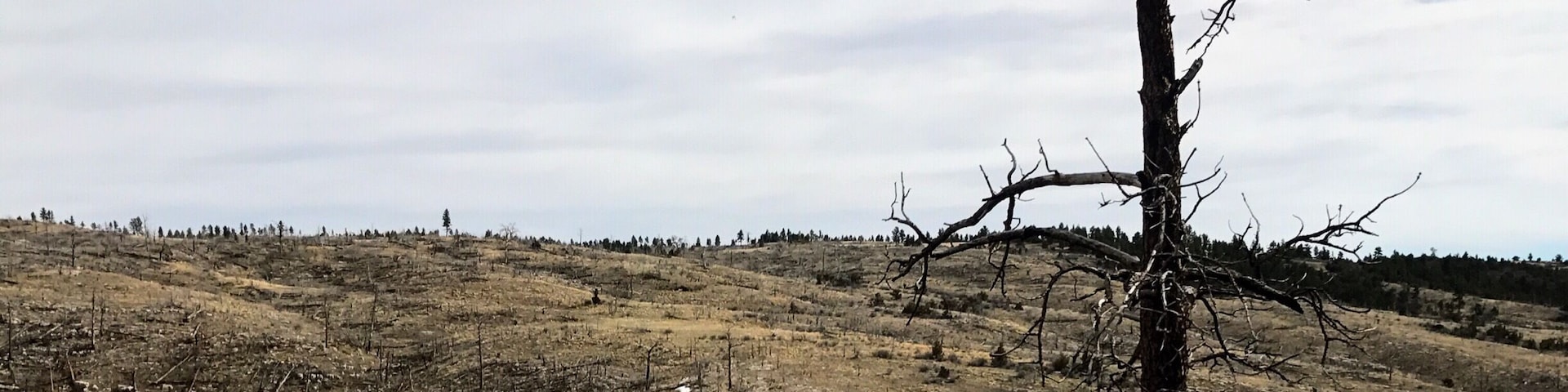 When we reached this barren landscape, I thought we had reached Deadwood, but we were hours away. 
#landscape #wyoming