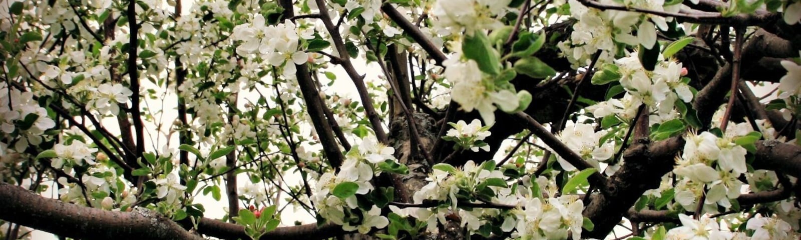 The Blossoms Of Door County.