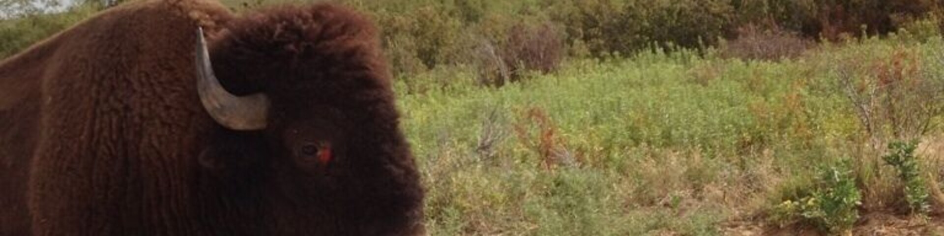 What a wonderful drive this am! This gives all the meaning to "Where the buffalo roam."