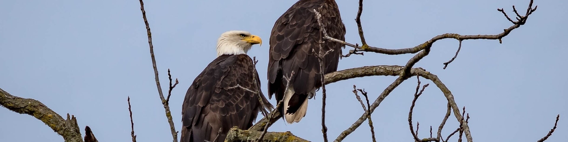 America’s bird, the bald eagle. Seen on Tangent Loop.