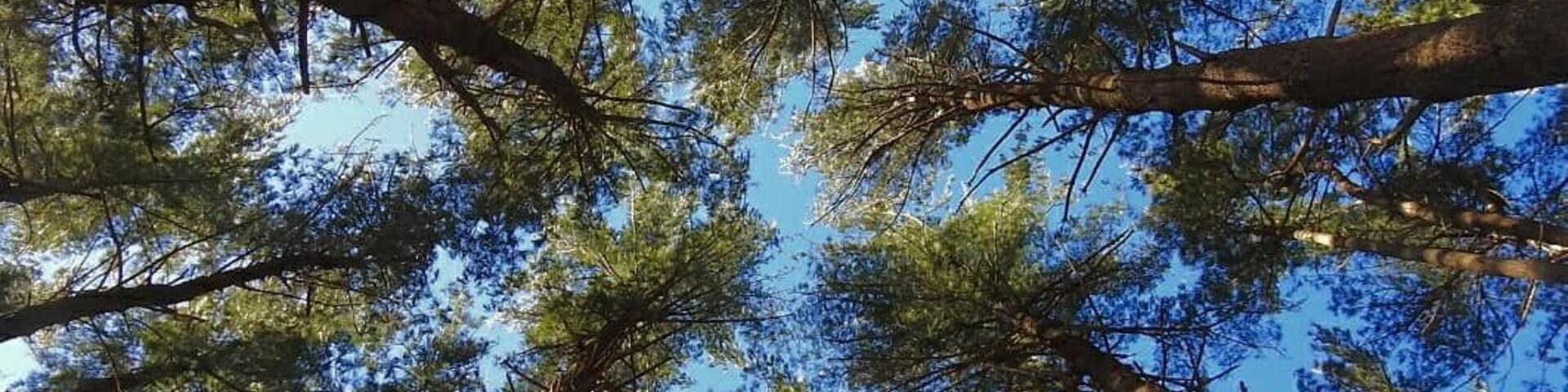 Vista de árvores altas com um céu azul límpido.