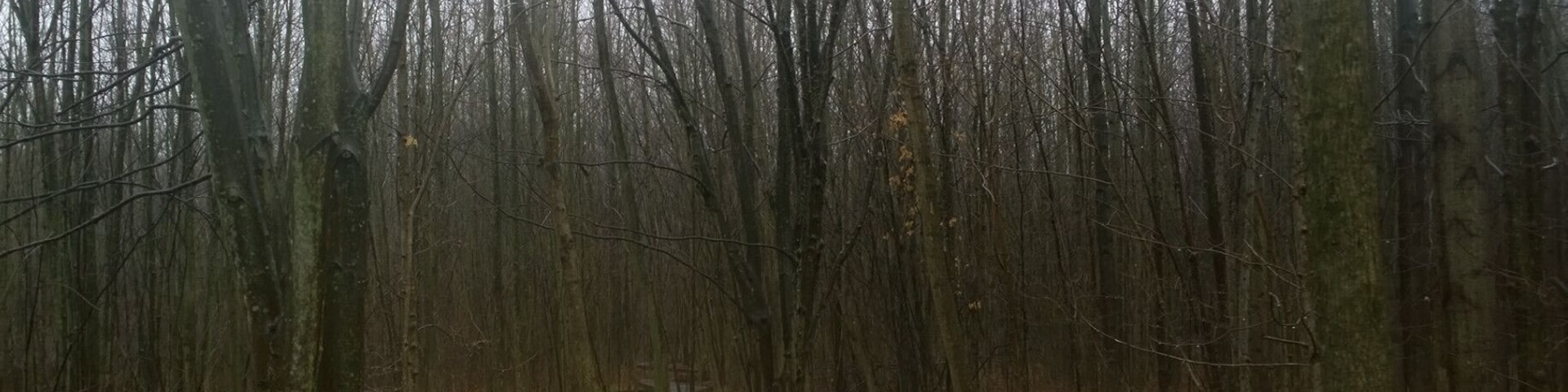 Fowler Woods State Nature Preserve offers 1-1/4 mile loop boardwalk trail (sort of) through a beech-maple forest, rare pumpkin ash trees, buttonbush swamps and woodland pools.
Currently most of the Beechdrop boardwalk trail has been closed because falling limbs from ash trees infected with the invasive emerald ash borer have created safety hazards along the trail.