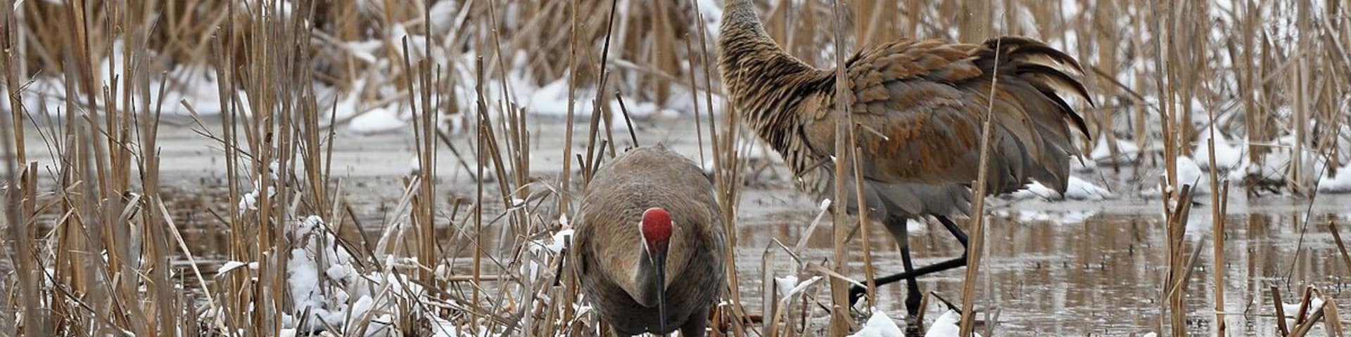 A pair of sandhill cranes feeding in the wetland at Volo Bog. You have to stay on the boardwalk here which does not have handrails and runs through the heart of the bog. If you did fall off you would forever be a a part of the wetland.