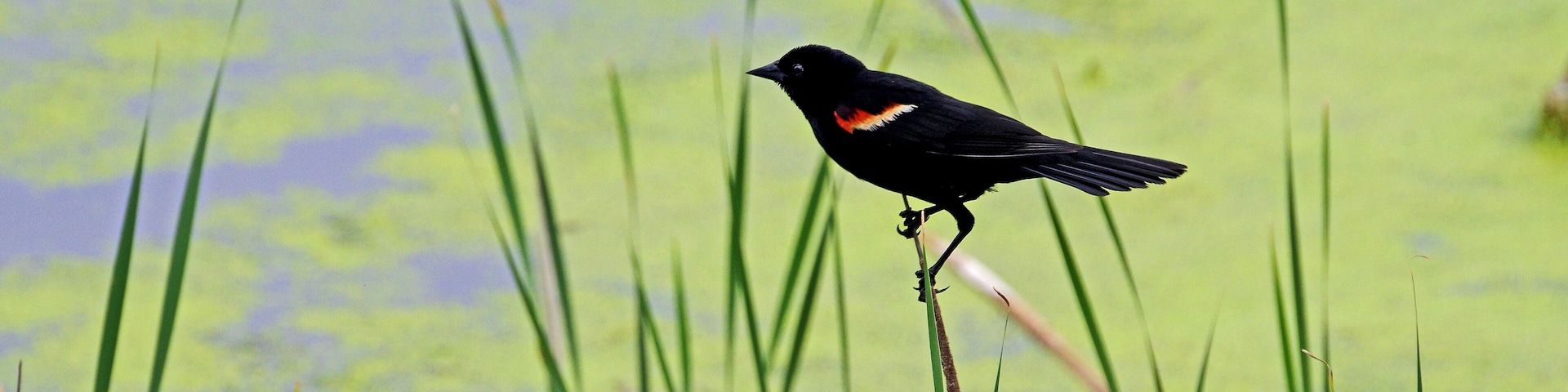Red-winged Blackbird down in the cattails.