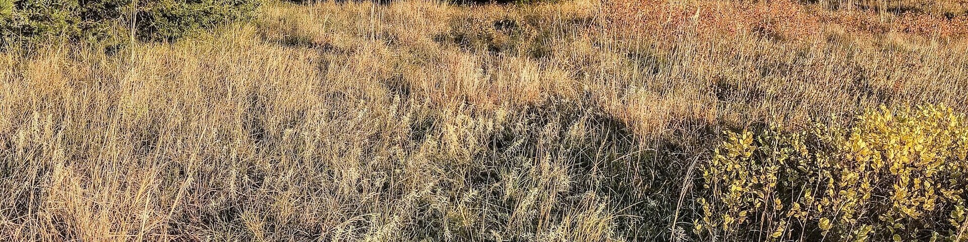 Um campo com grama seca e árvores sob um céu nublado.