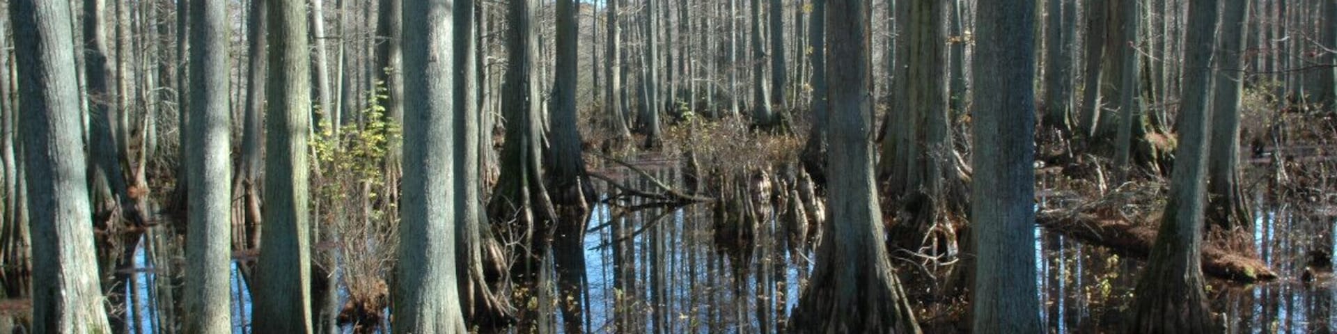 One of the northermost cypress swamps in the States, the Cache River State Natural area is home to Cypress trees that are over 1000 years old. This is shot from the hiking trail (no boat), and was just a sampling of the scores of cypress trees all around. #treetrove