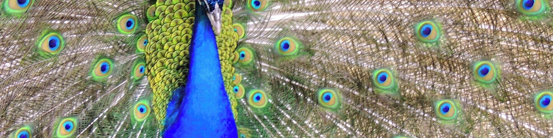 This fella went all out trying to impress two lovely ladies sharing the same pen. The peacock was one of a handful of exotic animals that were part of the farm portion of this local amusement park.