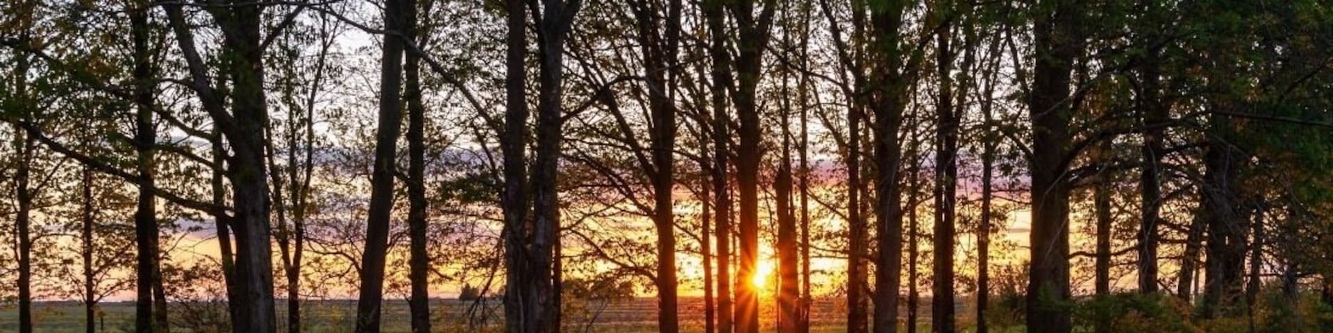 Uma floresta com árvores altas e um pôr do sol ao fundo.