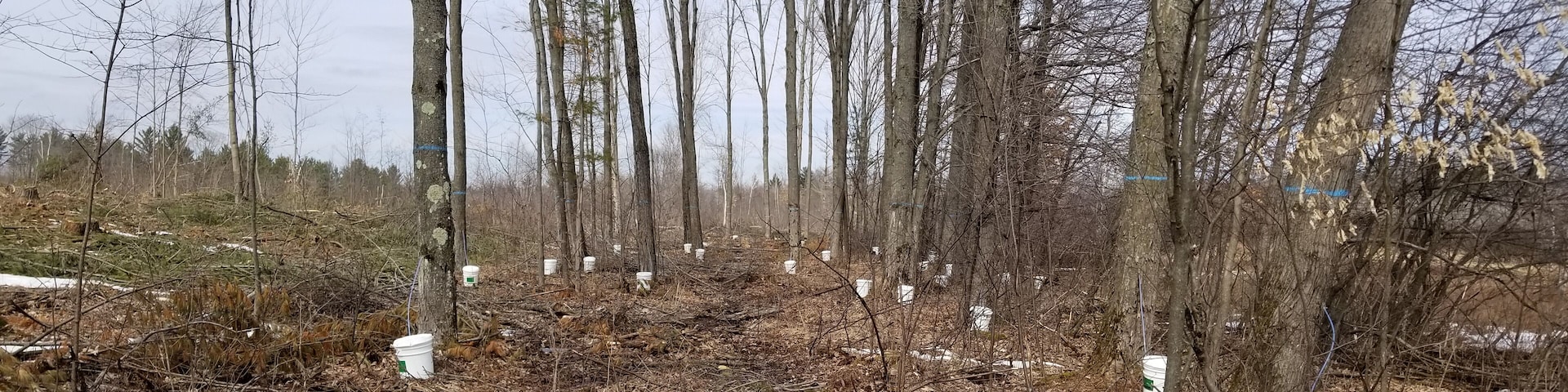 We're tappin and sappin here in Veedum. We'll be cooking it down to make maple syrup soon.