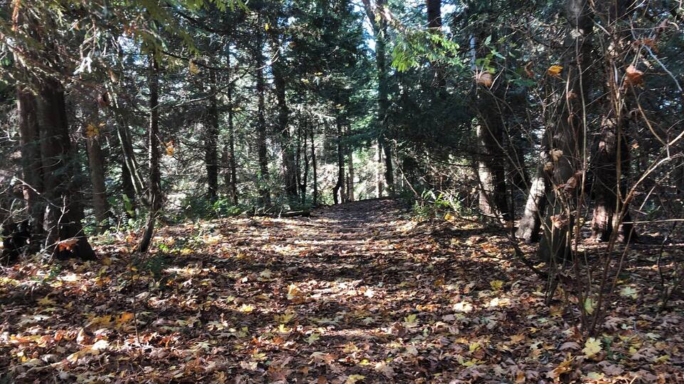 Um caminho na floresta coberto de folhas caídas.
