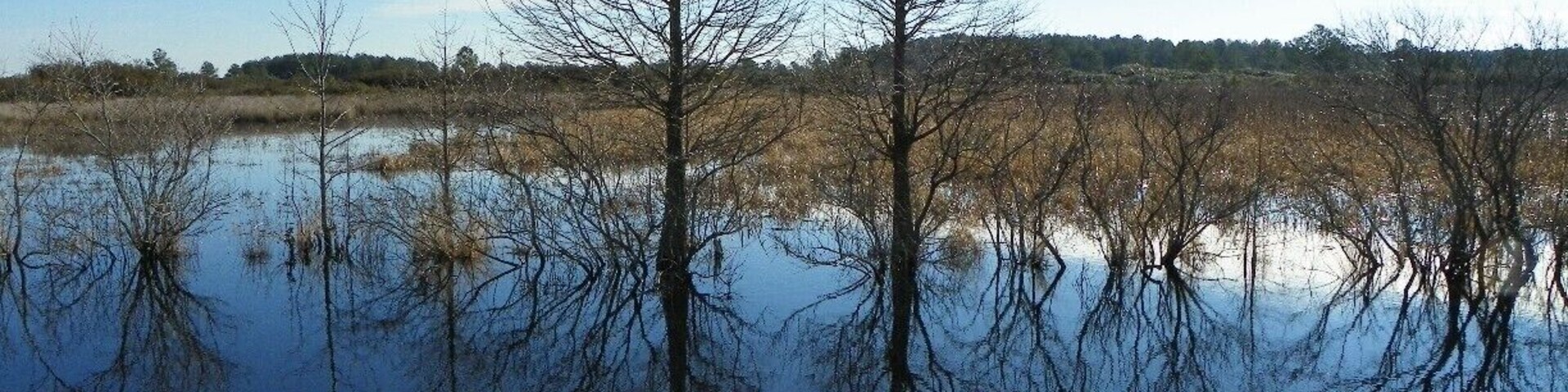 I spent the day near Pungo Lake in the Pocosin Lakes National Wildlife Refuge in eastern North Carolina recently. The low-lying areas in the Refuge are comprised of fields used for agriculture, and canals that drain the area. This was taken along one of the canals in the refuge.