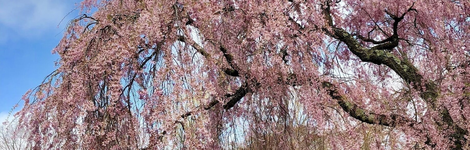 Cherry blossoms #spring#flowers