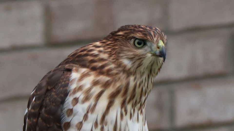Red tailed hawk caught perching on my backyard fence