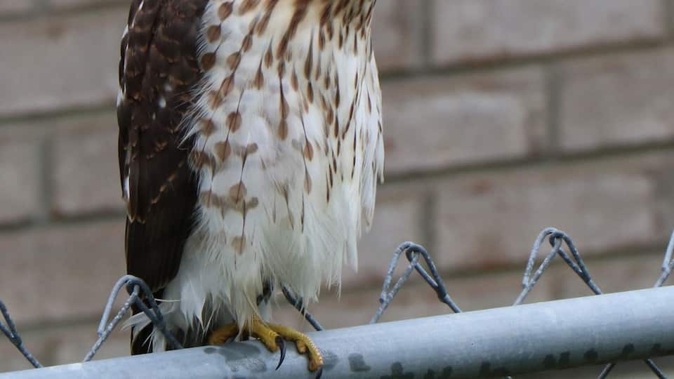 Red Tailed Hawk perched on my backyard fence