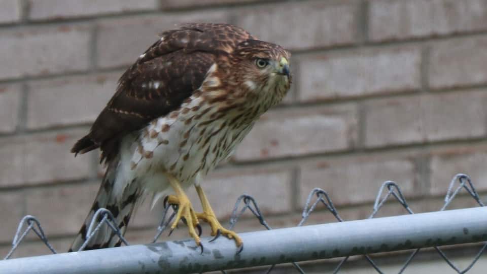 Red Tailed Hawk perched on my backyard fence